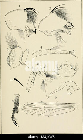 The 1903 study on aquatic nematocerous diptera focuses on the taxonomy ...