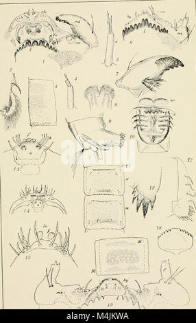 The 1903 study on aquatic nematocerous diptera focuses on the taxonomy ...