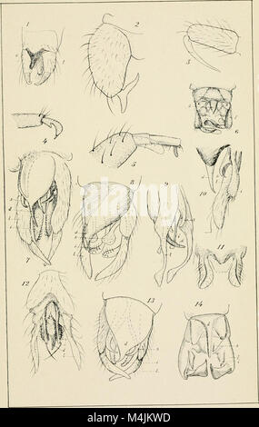 This 1903 study focuses on aquatic nematocerous diptera, detailing ...