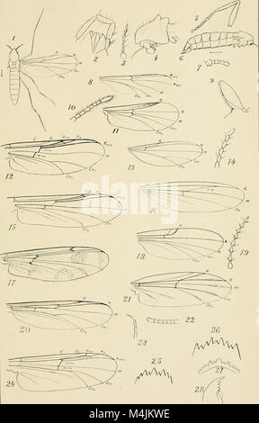 This 1903 study focuses on aquatic nematocerous diptera, detailing ...