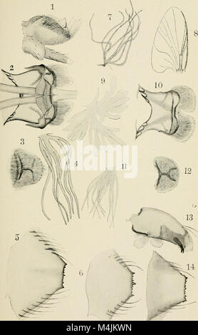 The 1903 study on aquatic nematocerous diptera focuses on the taxonomy ...
