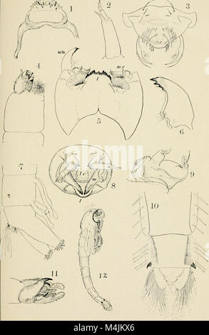 The 1903 study on aquatic nematocerous diptera focuses on the taxonomy ...
