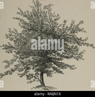 This work provides detailed botanical and pictorial descriptions of ...