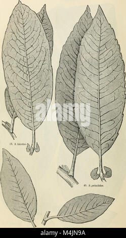 This work provides a detailed depiction of both native and foreign ...