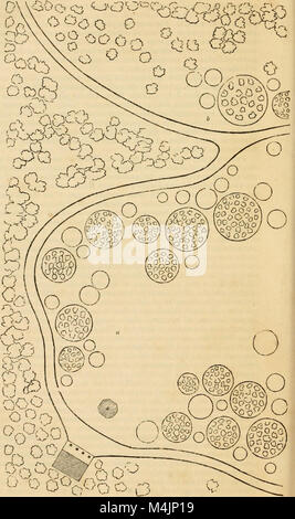 This guide to forestry details the planting and care of forest trees ...