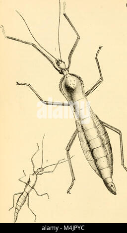 *Arcana Entomologica* (1841) features illustrations of new and rare ...