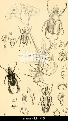 This work provides detailed depictions and descriptions of various ...