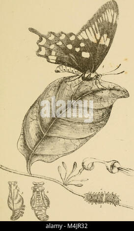 'Arcana Entomologica' illustrates rare and newly discovered insects ...