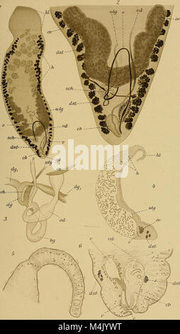 Archives de Parasitologie (1902) is a scientific journal focusing on ...