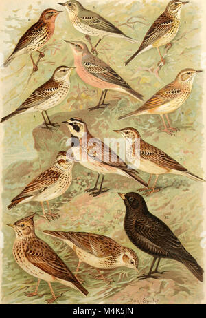 'Atlante Ornitologico' (1902) is an ornithological atlas focusing on ...