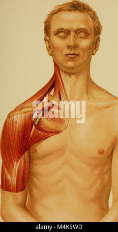 This work provides a detailed overview of anatomy and physiology, with ...