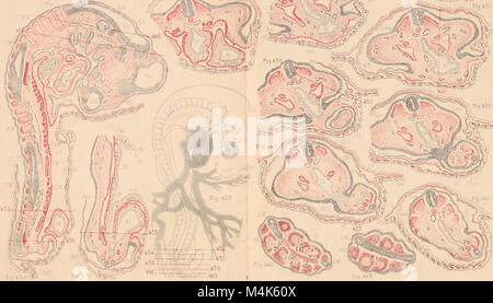 The 'Atlas d'Embryologie' (1889) is a scientific work showcasing ...