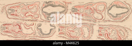 The 1889 'Atlas d'Embryologie' is a detailed study of embryonic ...