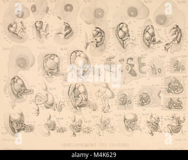 'Atlas d'Embryologie' (1889) is a detailed scientific atlas of ...