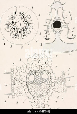 'Atlas de Botanique Microscopique' (1908) is a detailed botanical ...