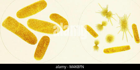 Atlas of urinary sediments; with special reference to their clinical ...