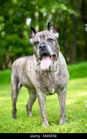 Portrait of a Cane Corso dog breed on a nature background. Dog running ...