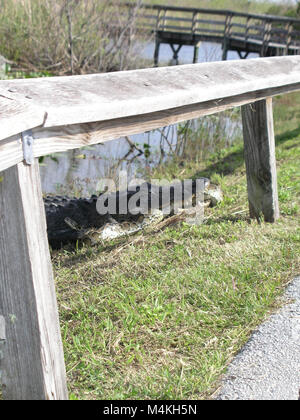 Gator vs Python Stock Photo - Alamy