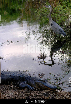 Great Blue Heron and gator Stock Photo - Alamy