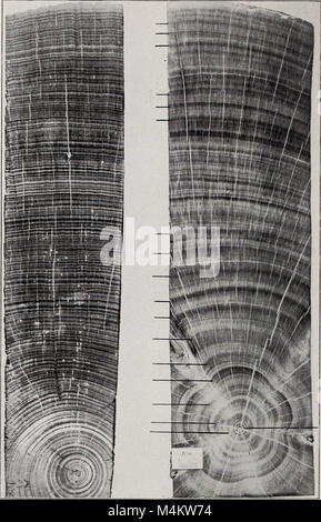 . Australian rain-forest trees, excluding the species confined to the ...