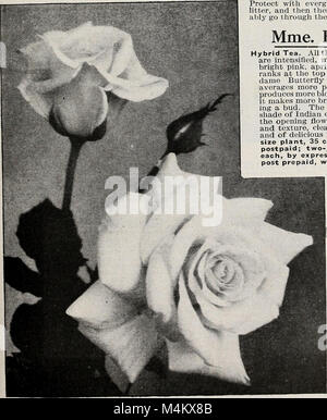 . Autumn edition 1925 : our new guide to rose culture. New Crocus King ...