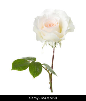 Beautiful single isolated cream color rose on a pure white background ...
