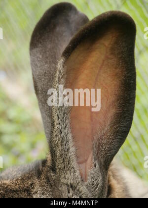 Adorable small gray brown bunny rabbit with ears back and light Stock ...