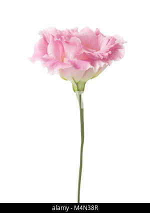 Light pink flower of Eustoma isolated on white background Stock Photo ...