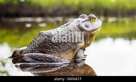 A Bull Frog relaxing on the edge of a lake Stock Photo - Alamy