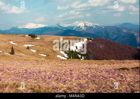 Blooming purple crocus flowers in a soft focus on a sunny spring day ...