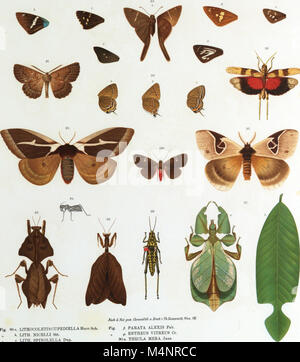 This work examines the vibrant coloration of insects, focusing on ...