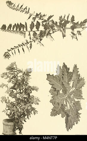 'Bibliotheca Botanica' is a comprehensive botanical reference work ...