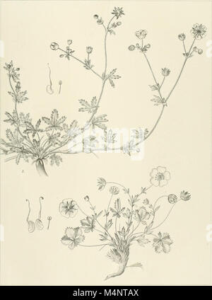 Bibliotheca Botanica, first published in 1886, is a botanical journal ...