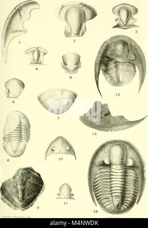 Annals of the Carnegie Museum (1910-1911) (18414907501 Stock Photo - Alamy