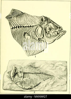 The 'Annals of the Carnegie Museum' (1911-1913) features research and ...