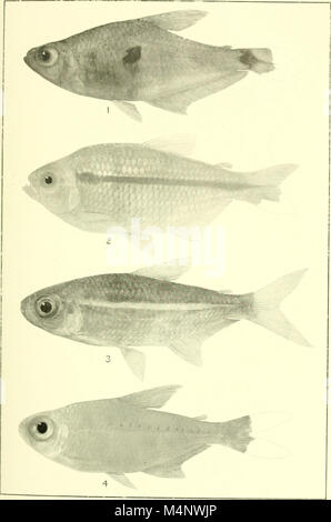 The 'Annals of the Carnegie Museum' (1911-1913) features research and ...