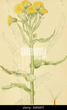 Botanical work illustrating the flora of Northern Europe, focusing on ...