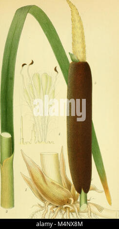 An illustrated work showcasing the flora of the Nordic region, focusing ...