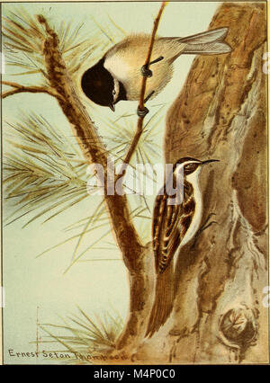 'Bird-life' is a 1898 guide to studying common bird species, focusing ...