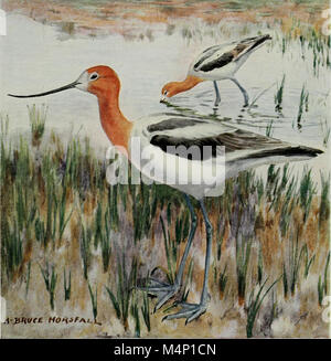 'Bird Lore' (1916) is a publication focused on birdwatching, bird ...