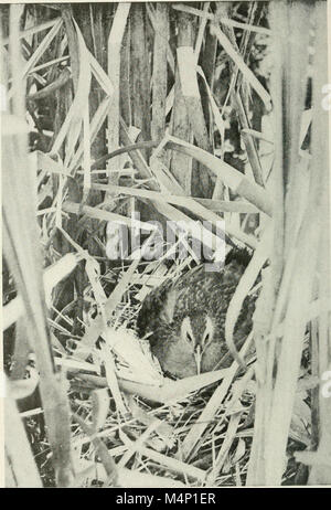 'Bird-lore' from 1917 is a publication focusing on the study and ...
