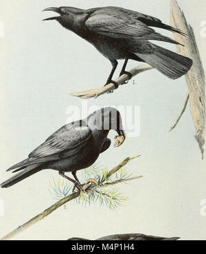 A 1919 study on bird behavior, examining both the psychological and ...