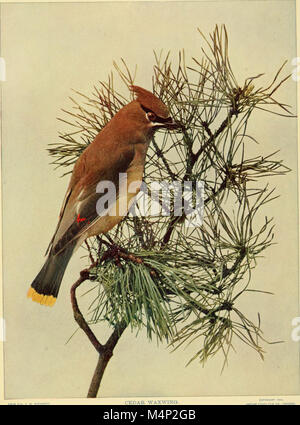 Birds and Nature (1899) features articles on bird species, their ...