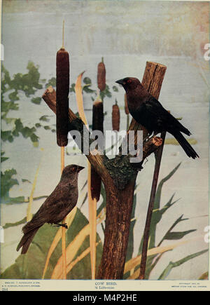'Birds and Nature' (1899) is a publication dedicated to birdwatching ...