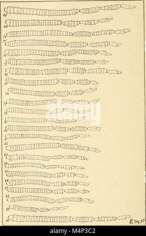 . Annals of the Entomological Society of America. Entomology. 1919 ...