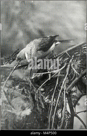 *Birds and Nature* (1900) is a publication showcasing bird species and ...