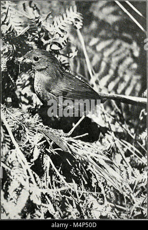 'Birds and Nature' (1900) explores various bird species and their ...