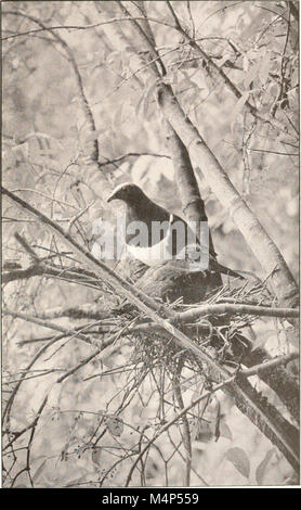 'Birds of the Water, Wood, and Waste' (1910) describes various bird ...