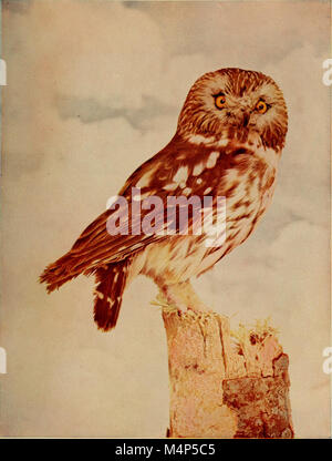 'Birds that Hunt and Are Hunted' (1905) provides a study of predatory ...