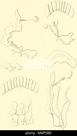 The 1874 Annals of the Lyceum of Natural History of New York features ...